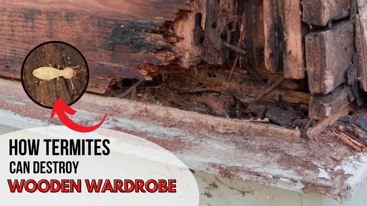 Termite Damage to Wooden Furniture: Risks and Alternatives